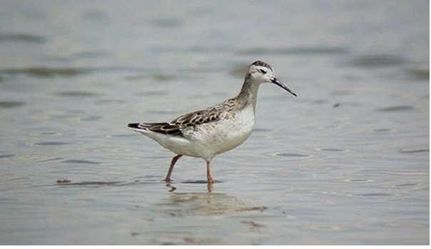 Playa Penino y las Aves migratorias | Uruguaypordentro